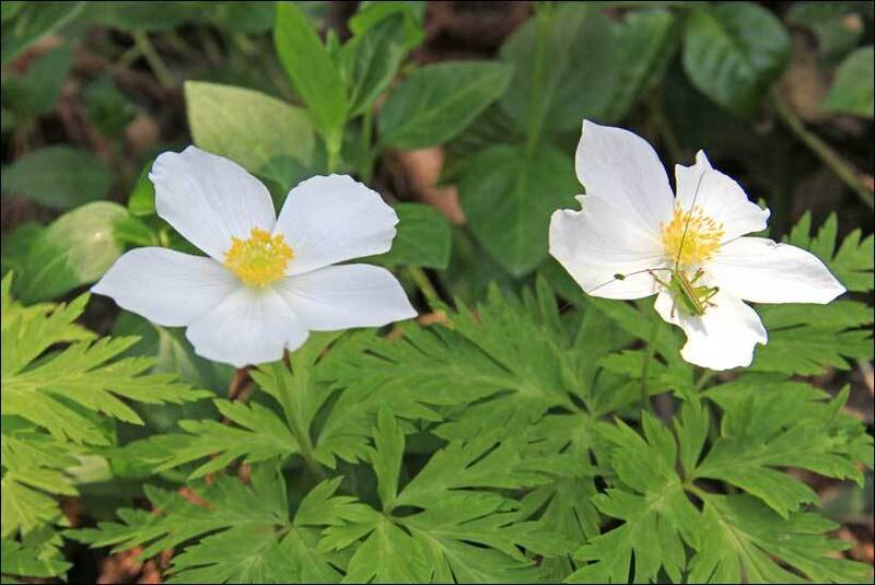 イチリンソウ開花 長野県 栄村