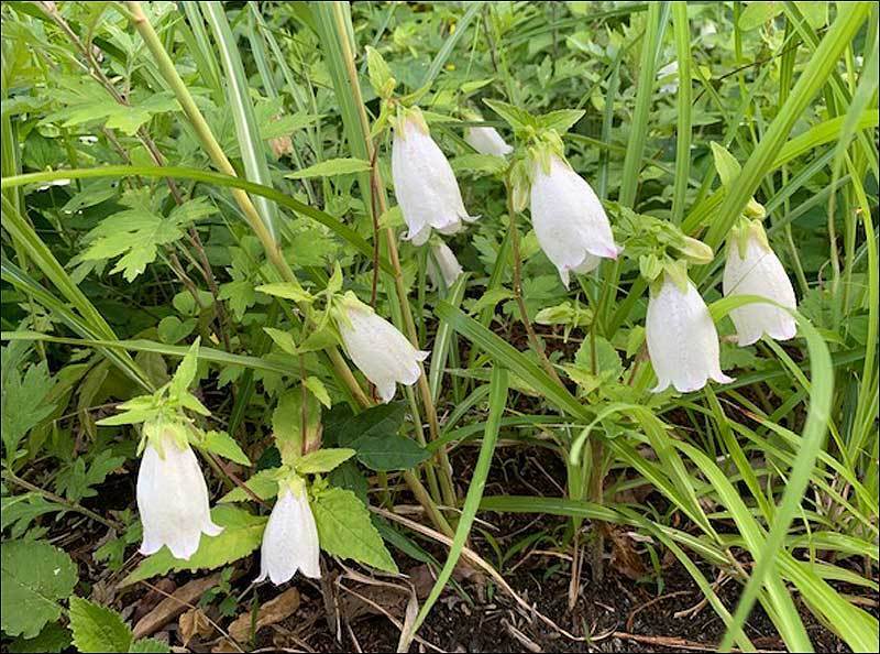 梅雨時の花 ホタルブクロ 長野県 栄村